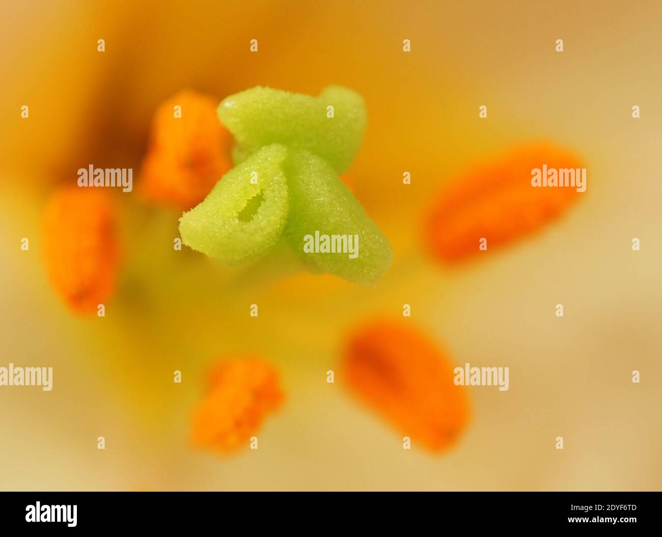 Christmas lily flower interior Stock Photo - Alamy