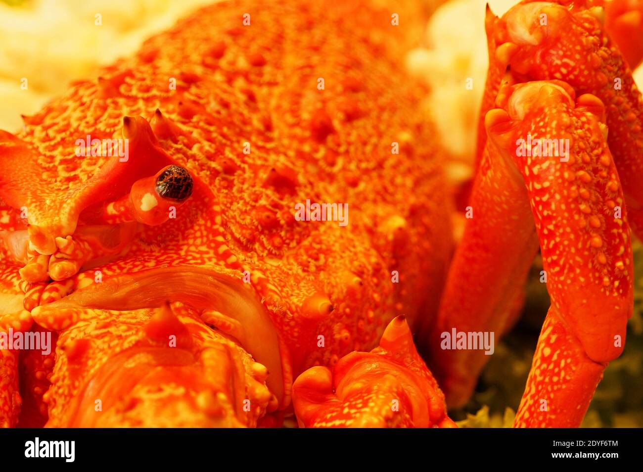 A Chatham Islands crayfish prepped for Christmas lunch Stock Photo - Alamy