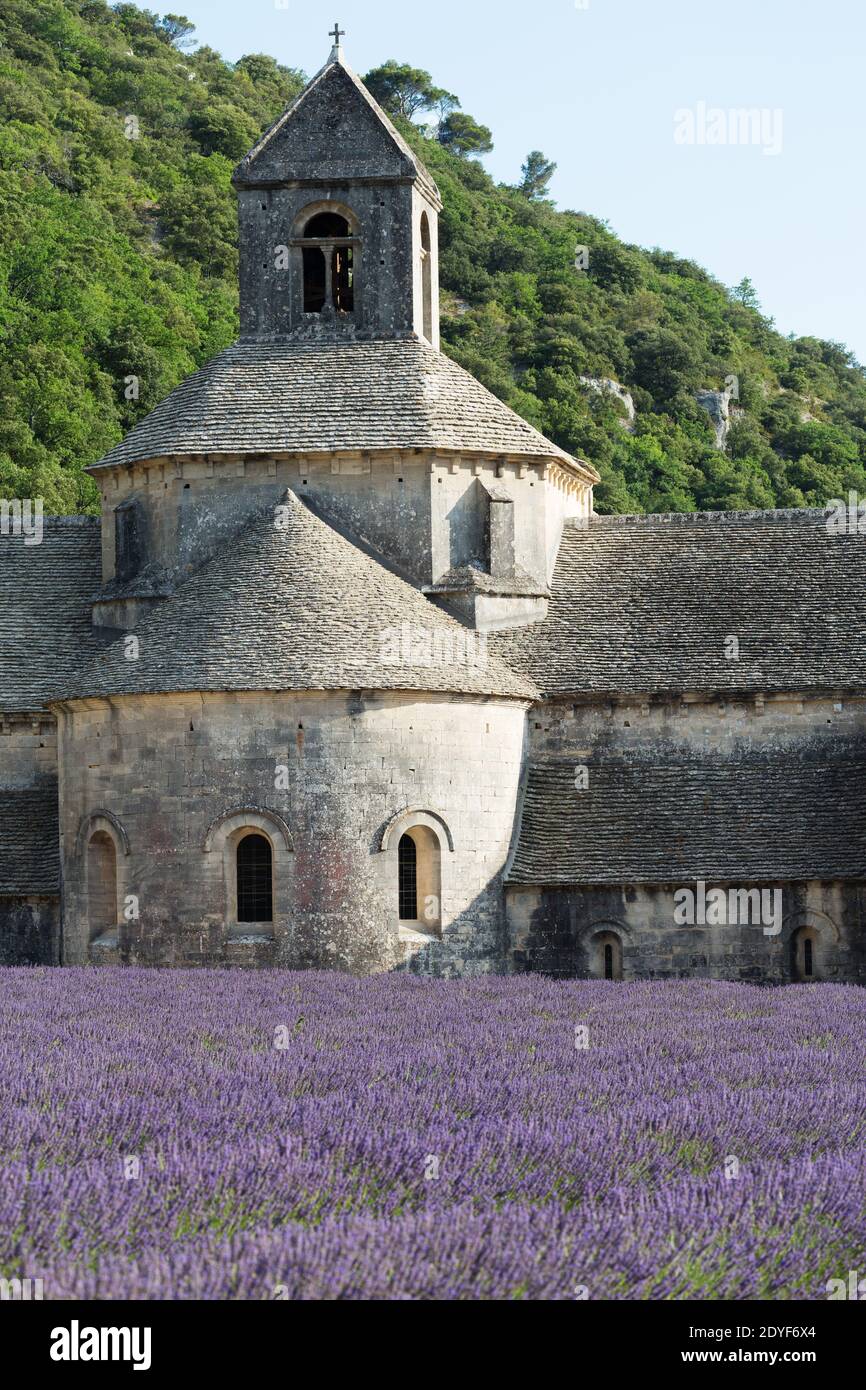 France Provence The Abbaye de Senanque with rows of lavender. The ...