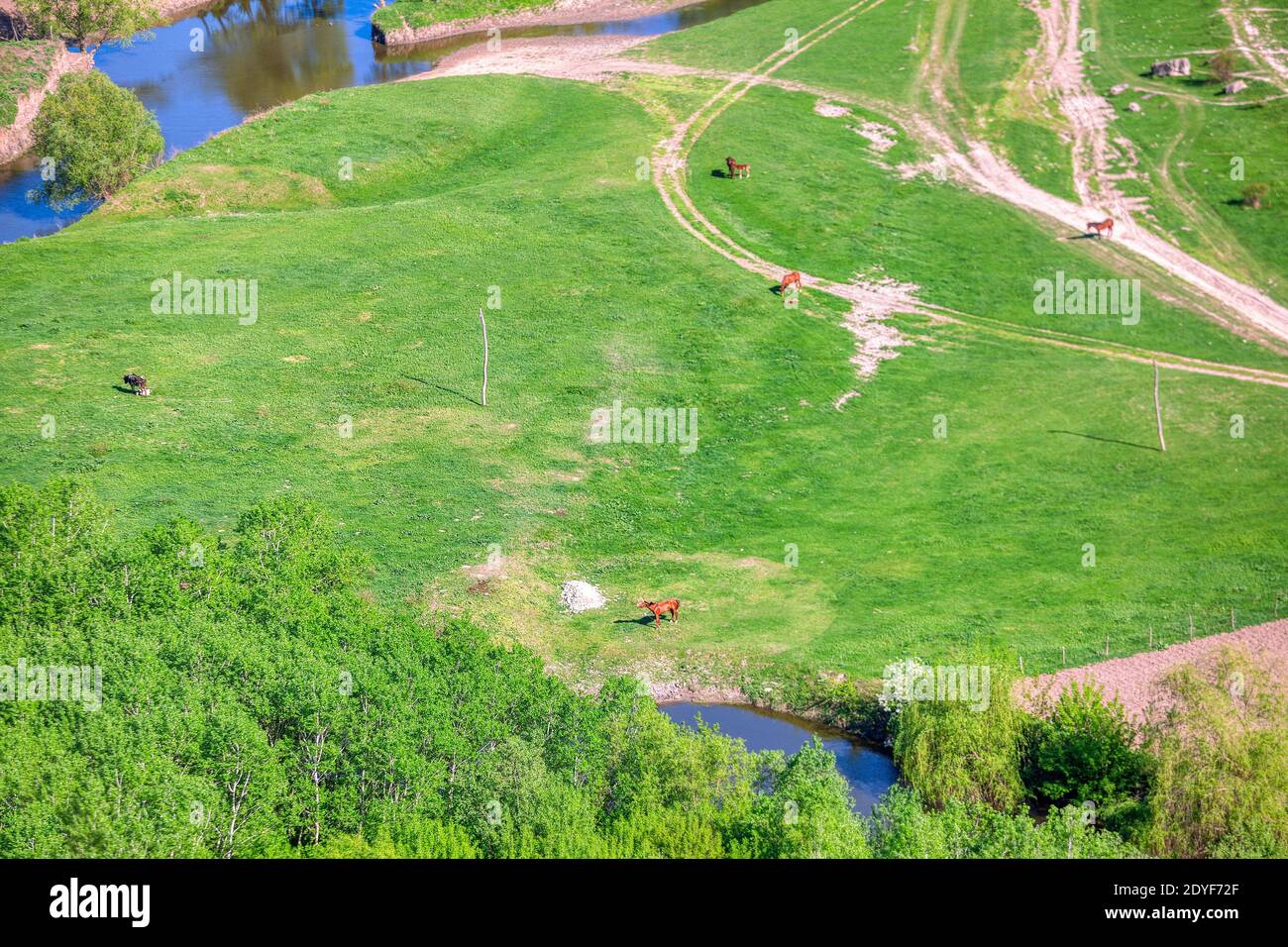 Domestic animals on the meadow . Aerial view of rustic riverside Stock ...
