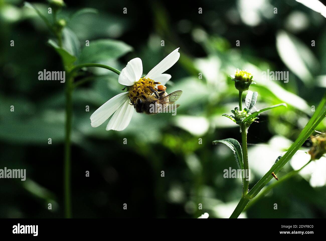 Close up macro shots Stock Photo - Alamy