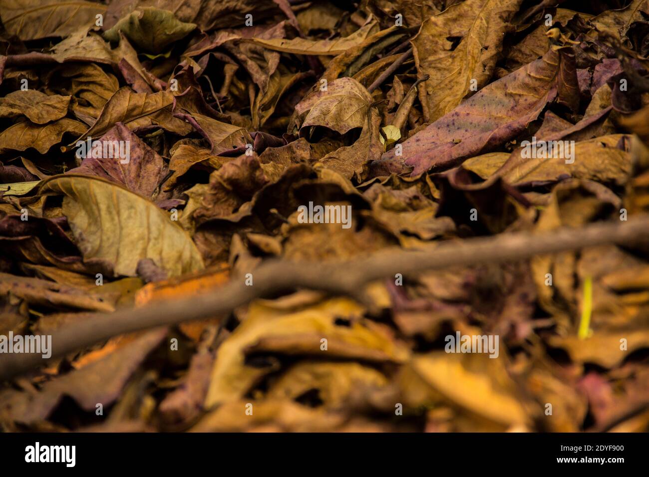Leaf forming into a tree hi-res stock photography and images - Alamy