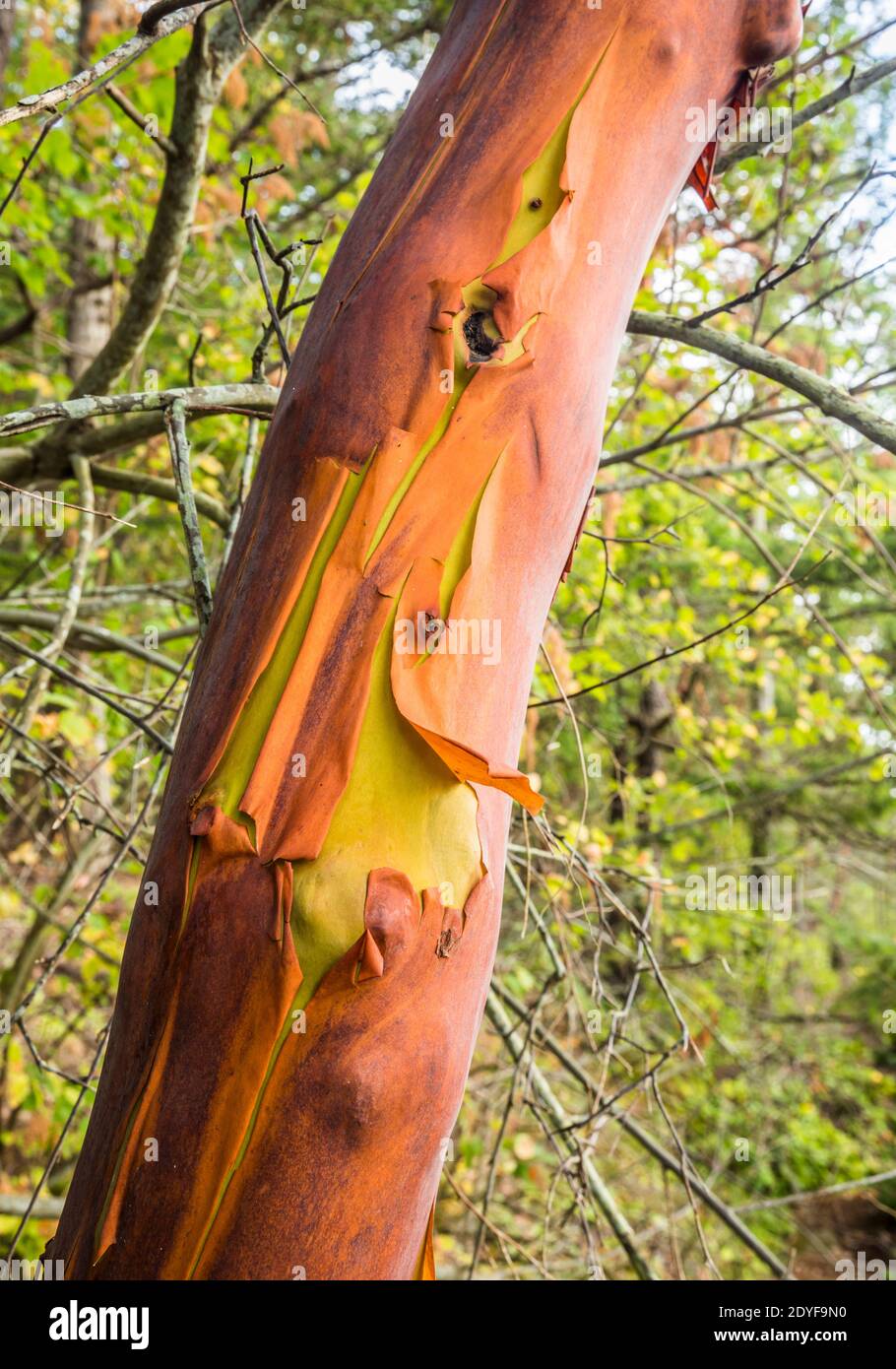 Madrone tree hi-res stock photography and images - Alamy