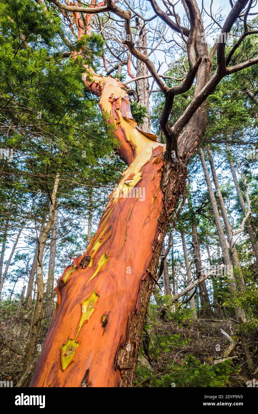 Madrona tree bark hi-res stock photography and images - Alamy
