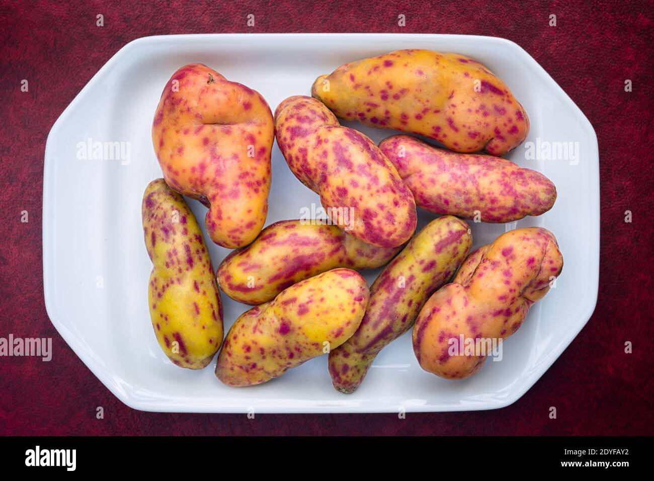 Olluco (Ullucus tuberosus), a exotic and colorful root crop from the ...