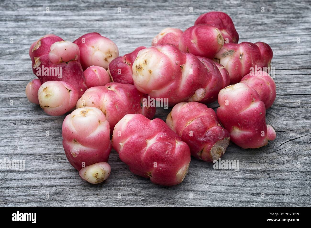 Oxalis tuberosa macro hi-res stock photography and images - Alamy