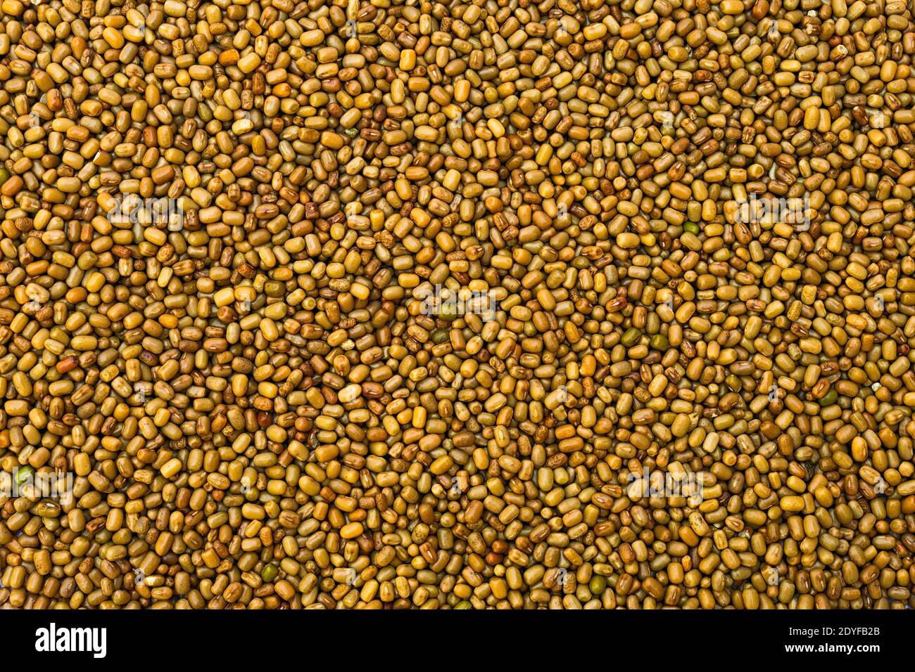 Moth beans or matki beans (Vigna aconitifolia), is a indian food Stock ...