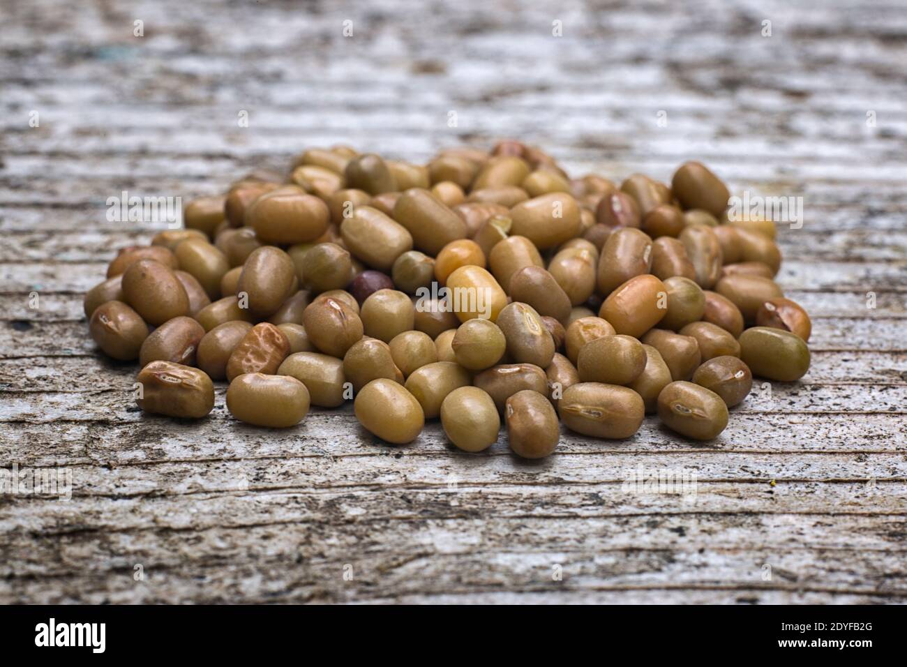 Moth beans or matki beans (Vigna aconitifolia), is a indian food Stock ...