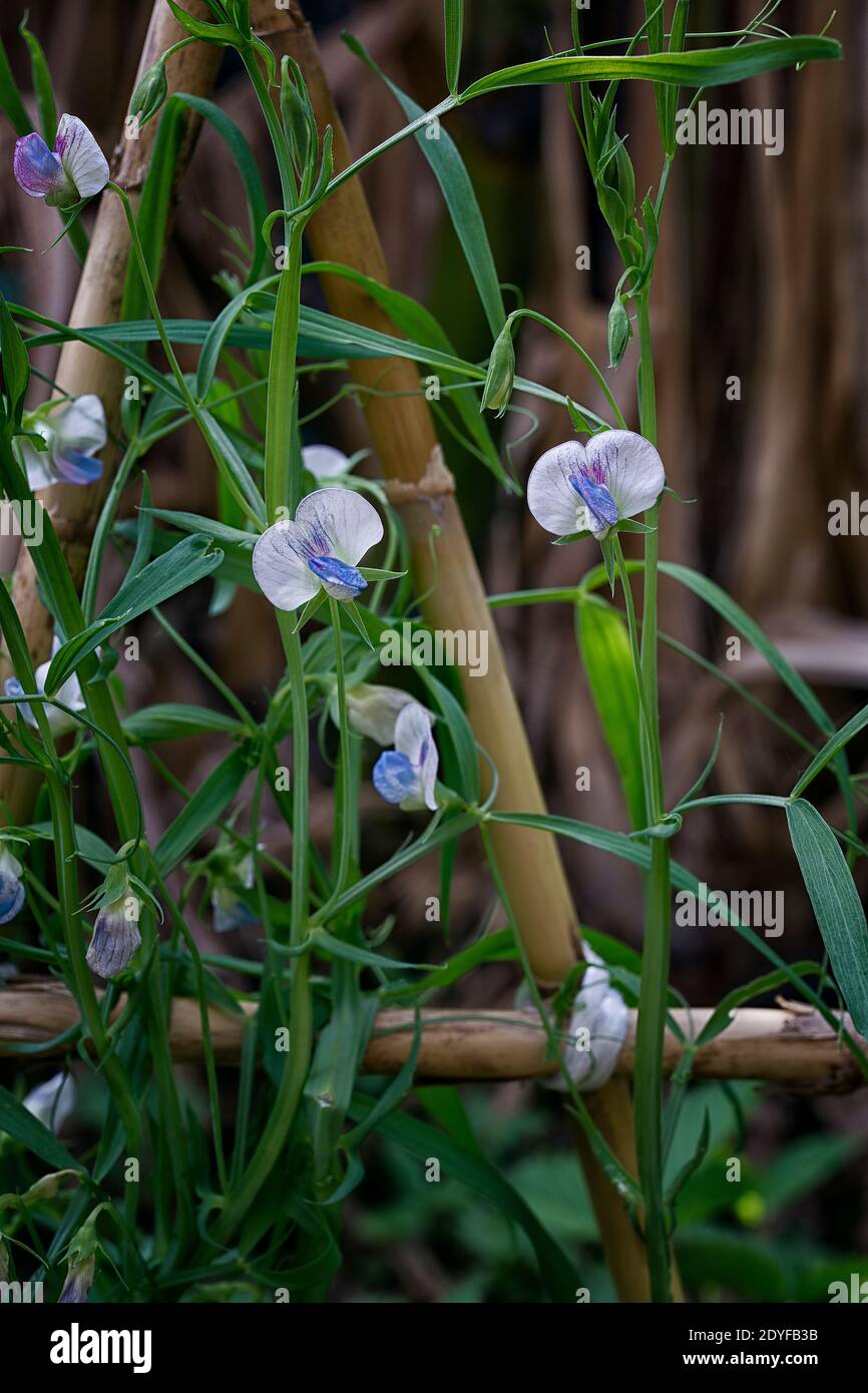Grass pea (Lathyrus sativus), edible legume of Africa and Asia Stock ...