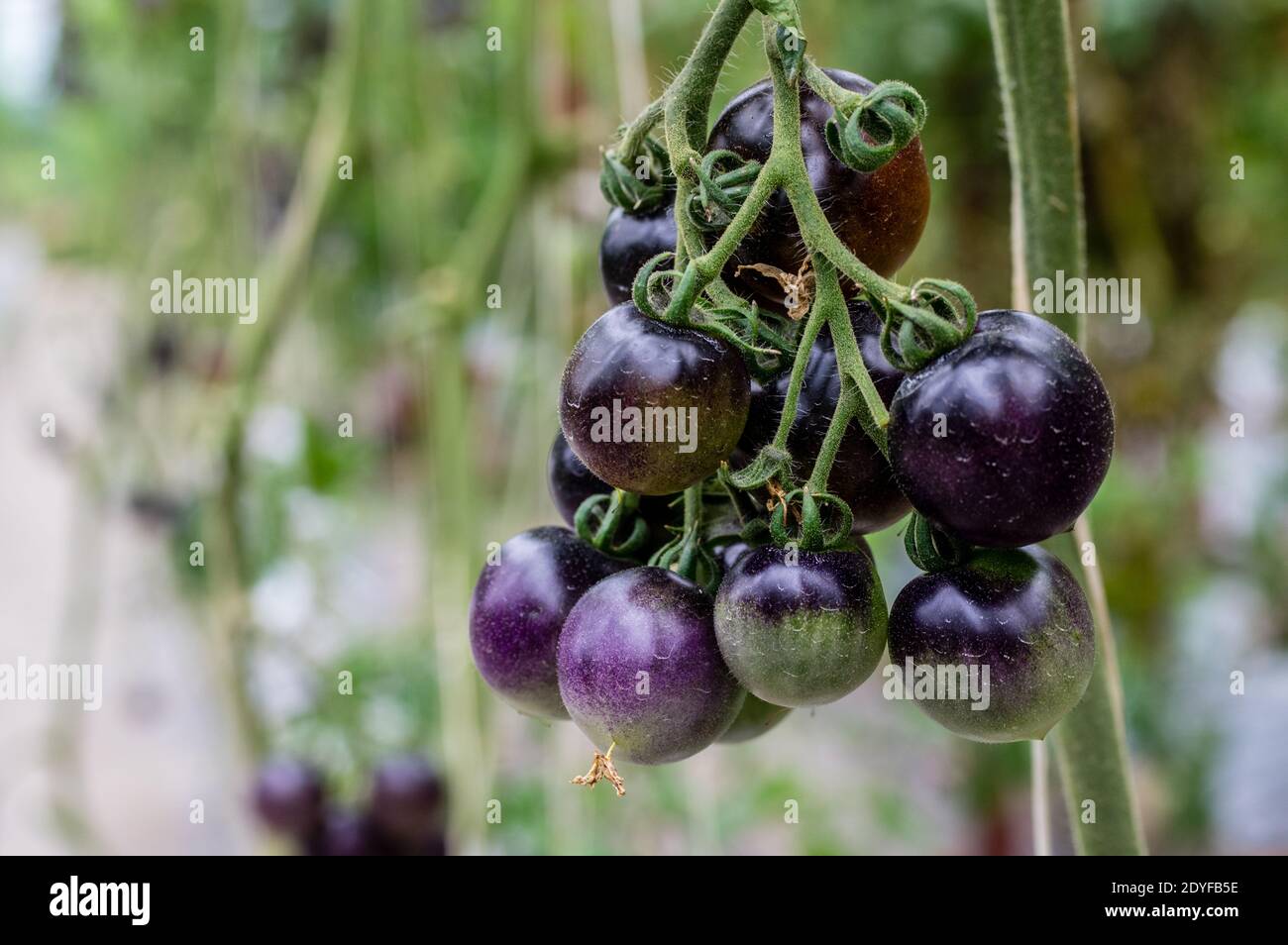 Colorful tomato orchard Stock Photo - Alamy