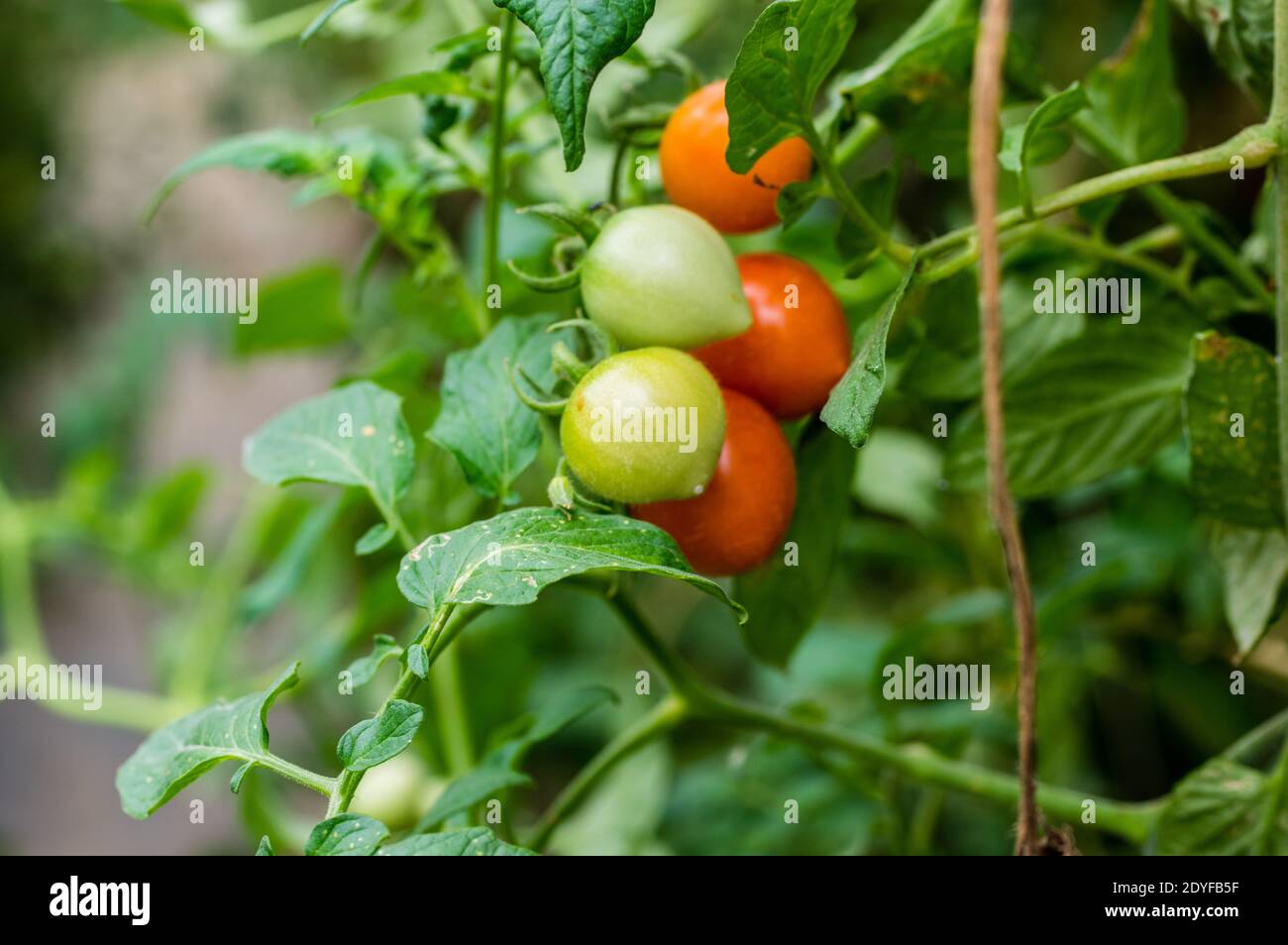 Colorful tomato orchard Stock Photo - Alamy