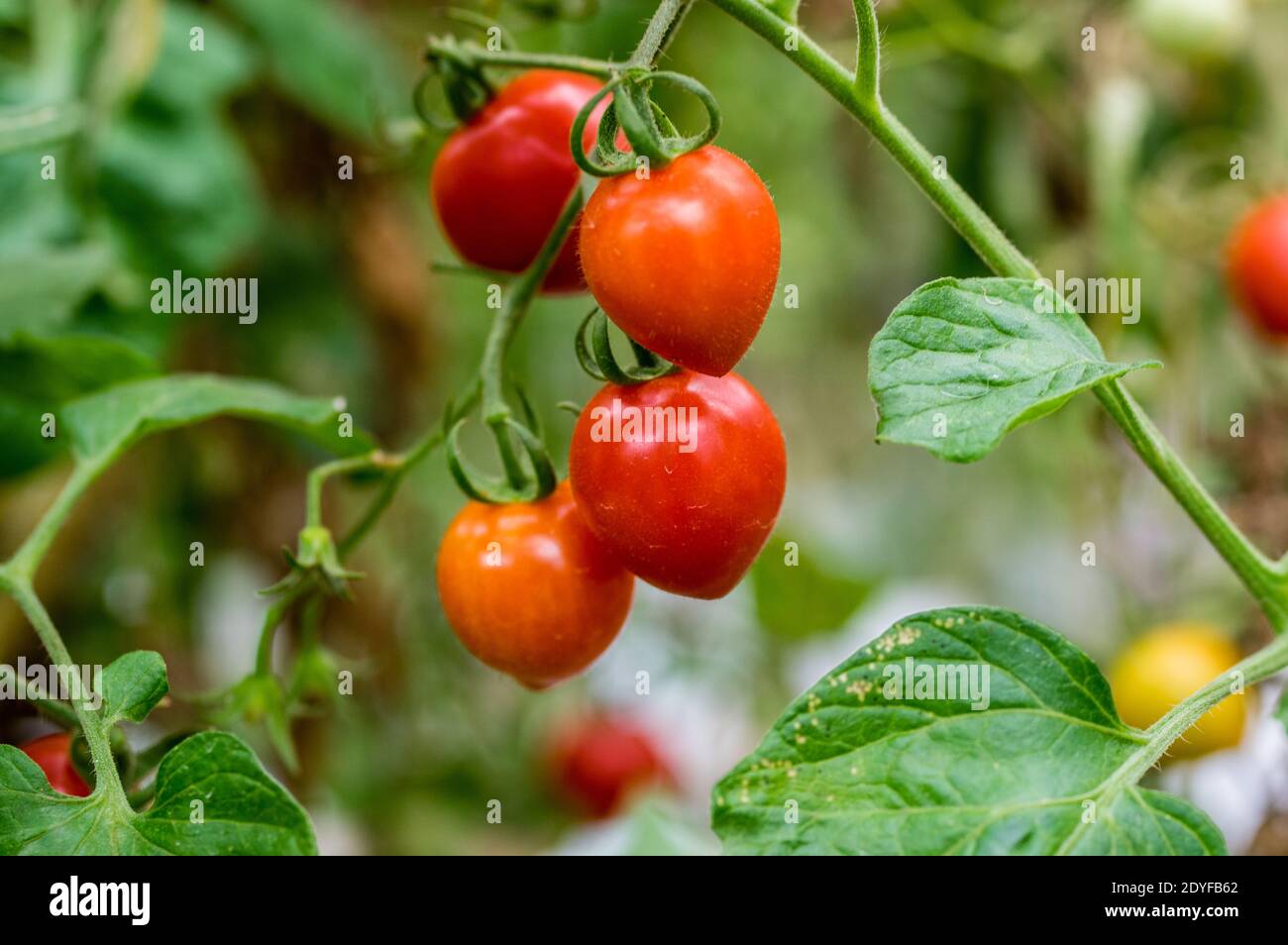 Colorful tomato orchard Stock Photo - Alamy
