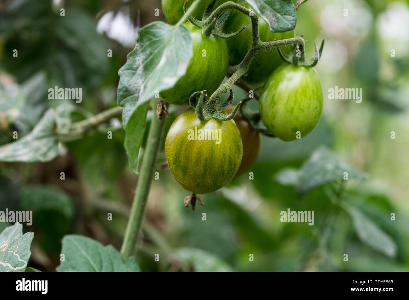 Colorful tomato orchard Stock Photo - Alamy