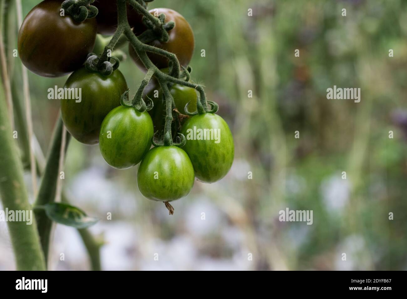 Colorful tomato orchard Stock Photo - Alamy