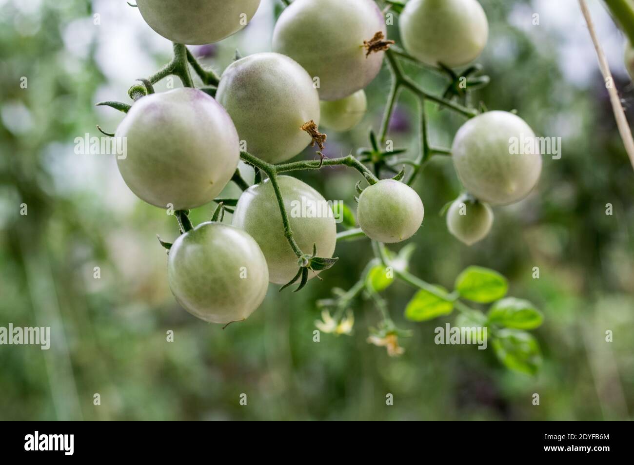 Colorful tomato orchard Stock Photo - Alamy