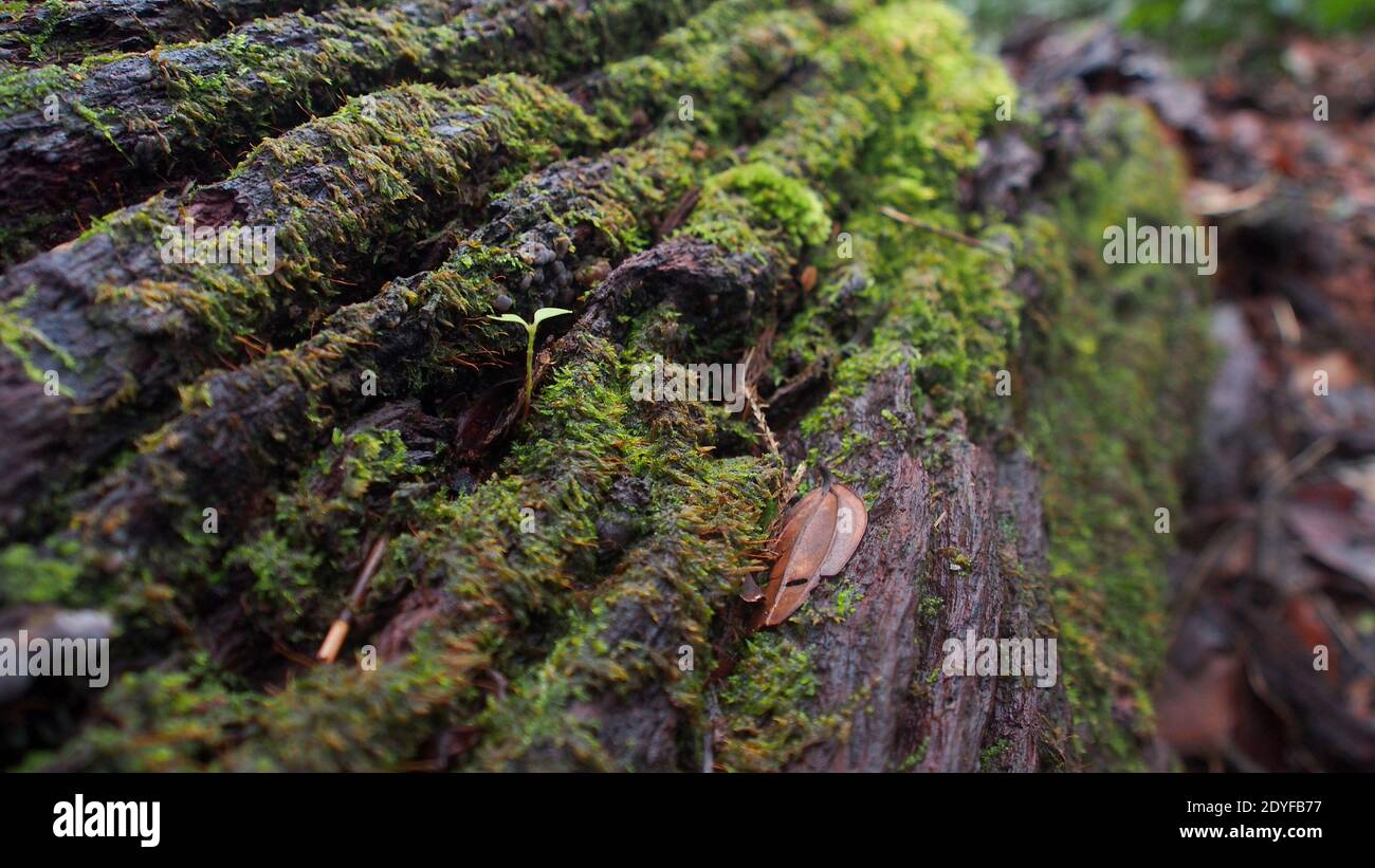 Bach Ma national park in Central Vietnam Stock Photo - Alamy