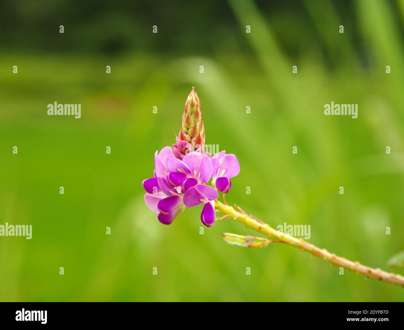 Close up shots Stock Photo - Alamy