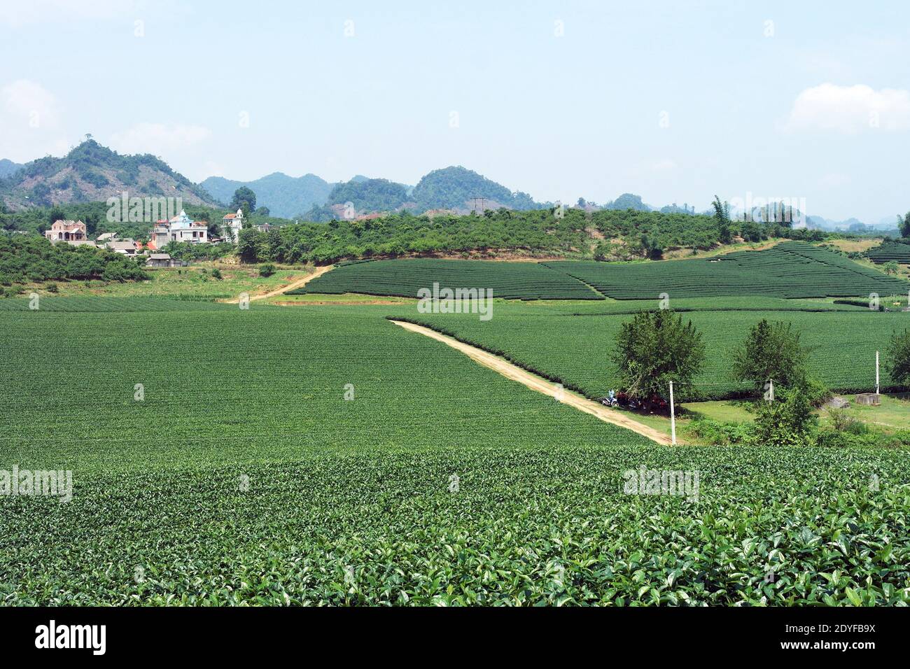 Tea hill in vietnam hi-res stock photography and images - Alamy