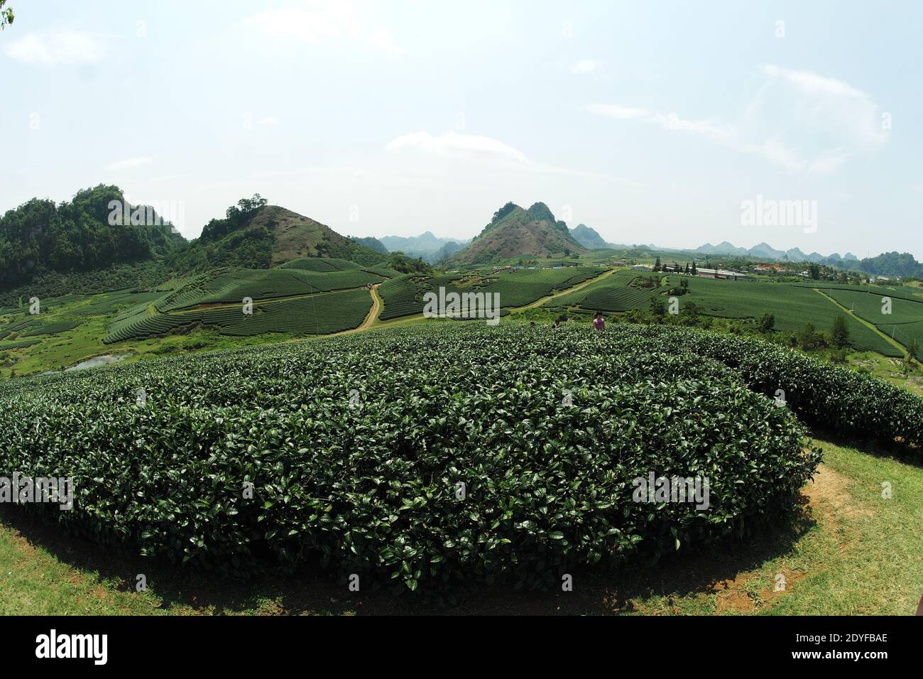 Tea Hill in Moc Chau- Vietnam in the morning Stock Photo - Alamy