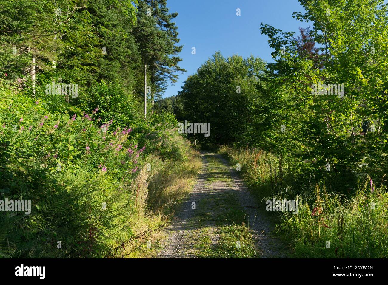 Hiking Path In the Black Forest, Near Todtmoos Stock Photo - Alamy