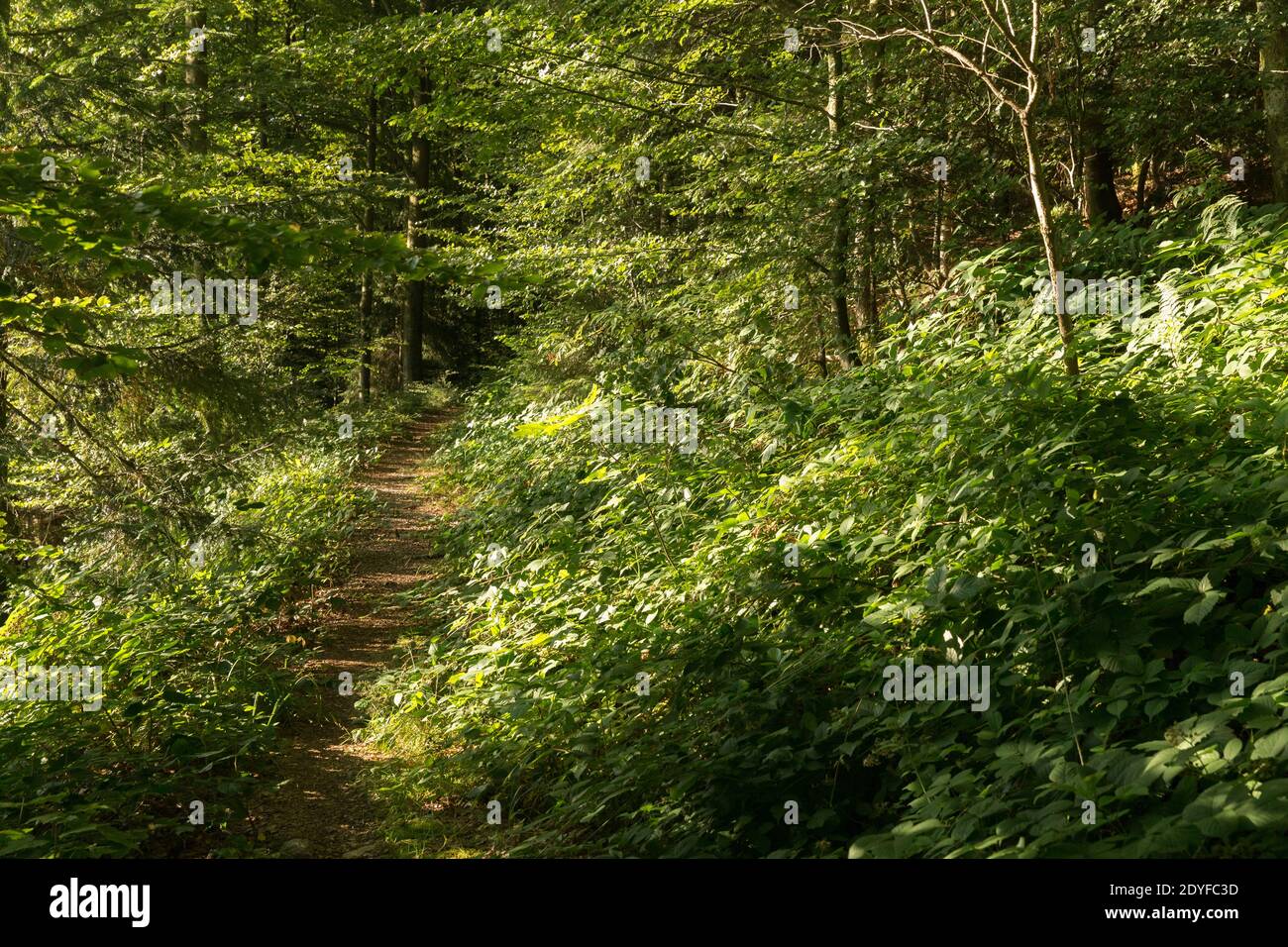 Hiking Path In the Black Forest, Near Todtmoos Stock Photo - Alamy