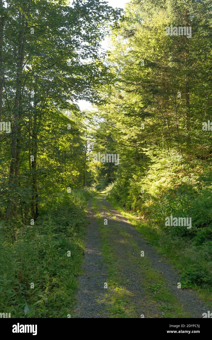 Hiking Path In the Black Forest, Near Todtmoos Stock Photo - Alamy