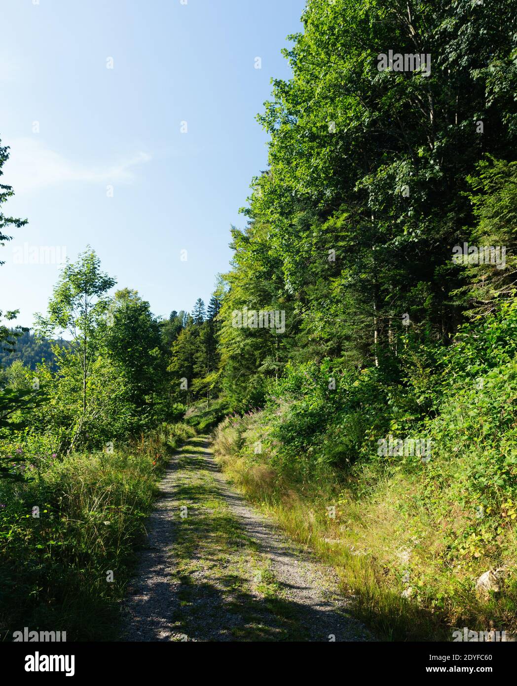 Hiking Path In the Black Forest, Near Todtmoos Stock Photo - Alamy