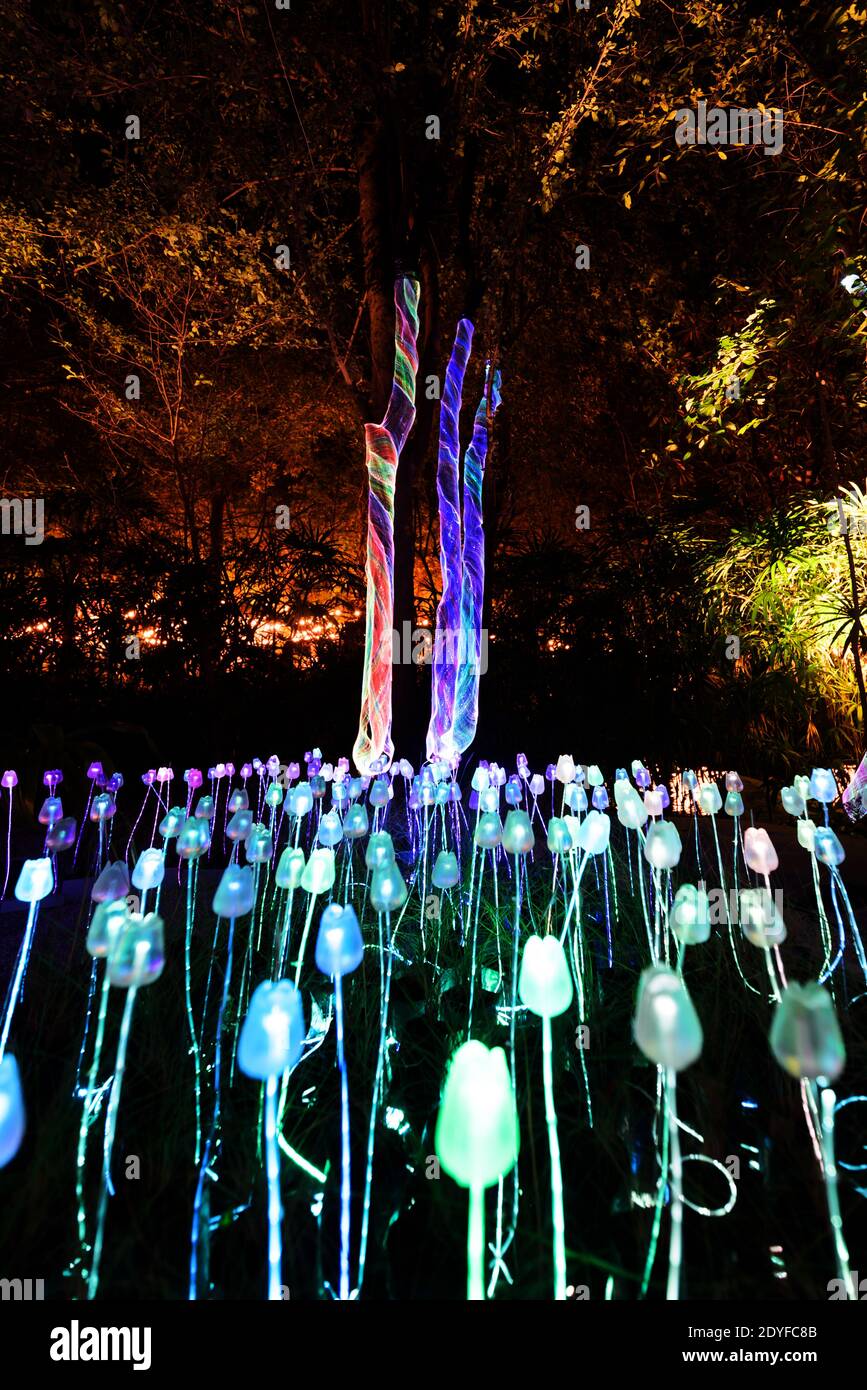 Lighting decorate on the tree in lighting festival showing countdown ...