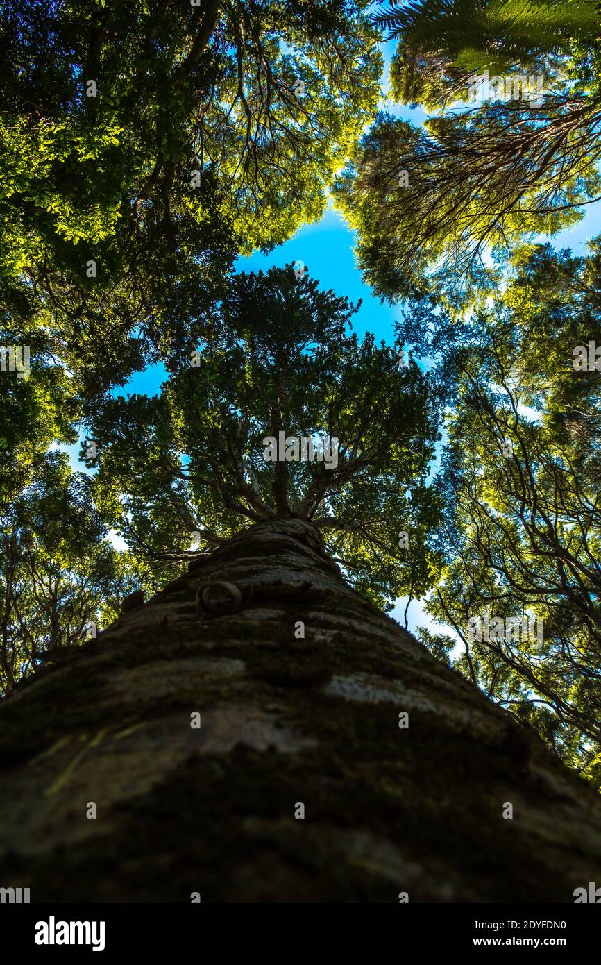 Low angle shot of a kauri tree with a close looking of its log. Looking ...