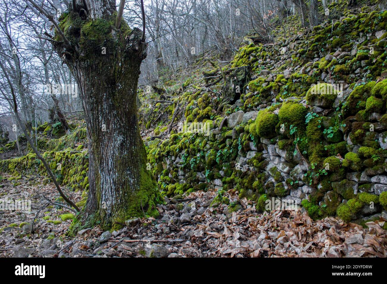 Parada de Sil, Spain. The Mosteiro de Santa Cristina de Ribas de Sil, a ...