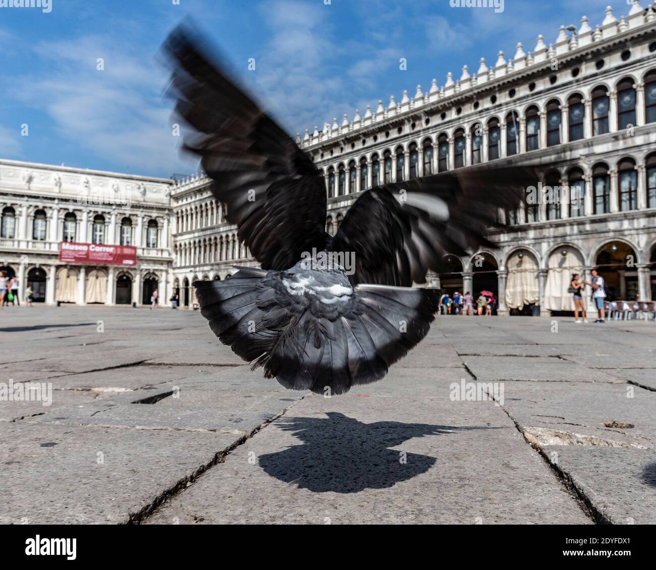 Venice Italy Pigeon in St Mark's Square Stock Photo - Alamy