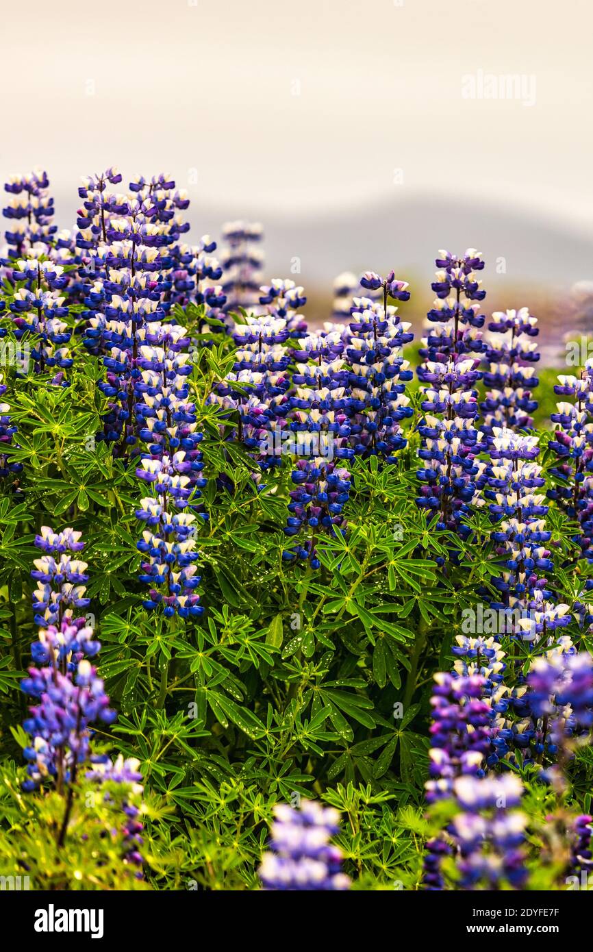 typical purple nootka lupine flowers on iceland Stock Photo - Alamy