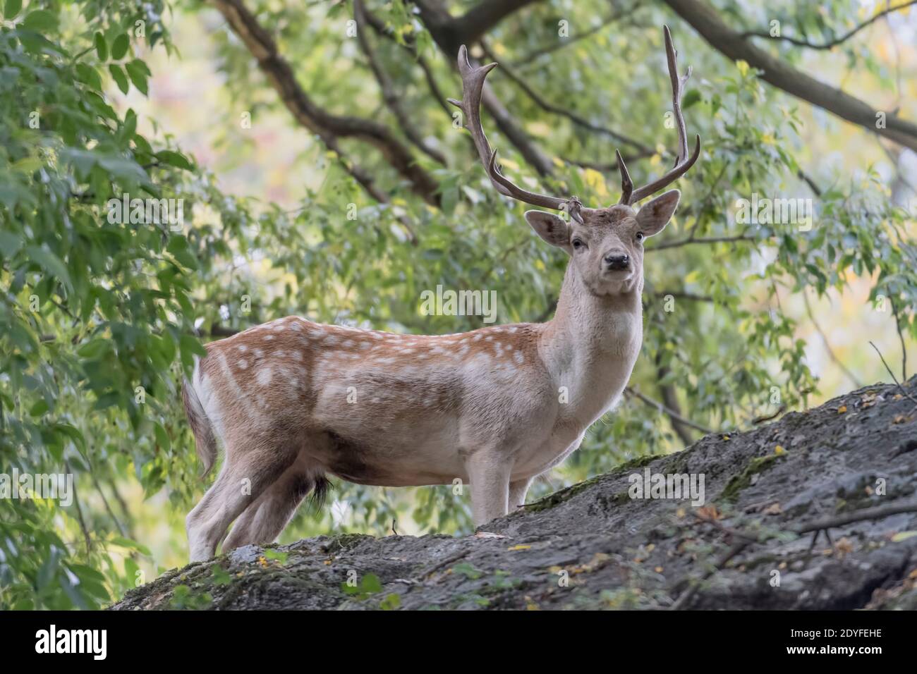 Fallow deer male in the woods (Dama dama Stock Photo - Alamy