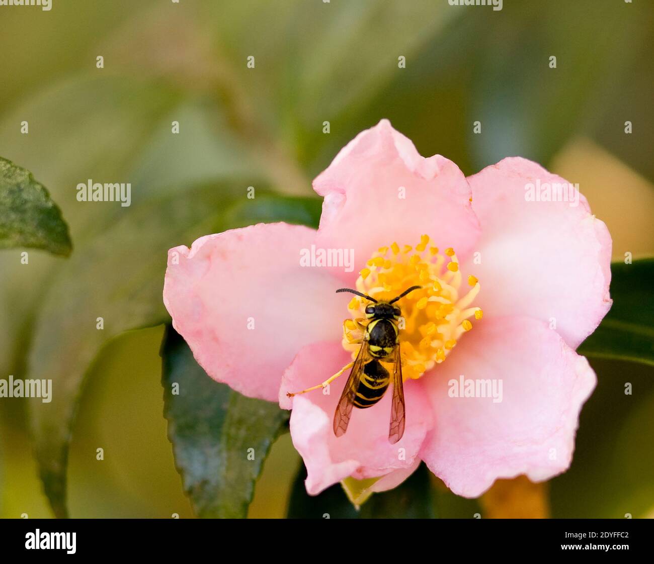 An Eastern yellow jacket wasp pollinating a pink and yellow Japanese ...
