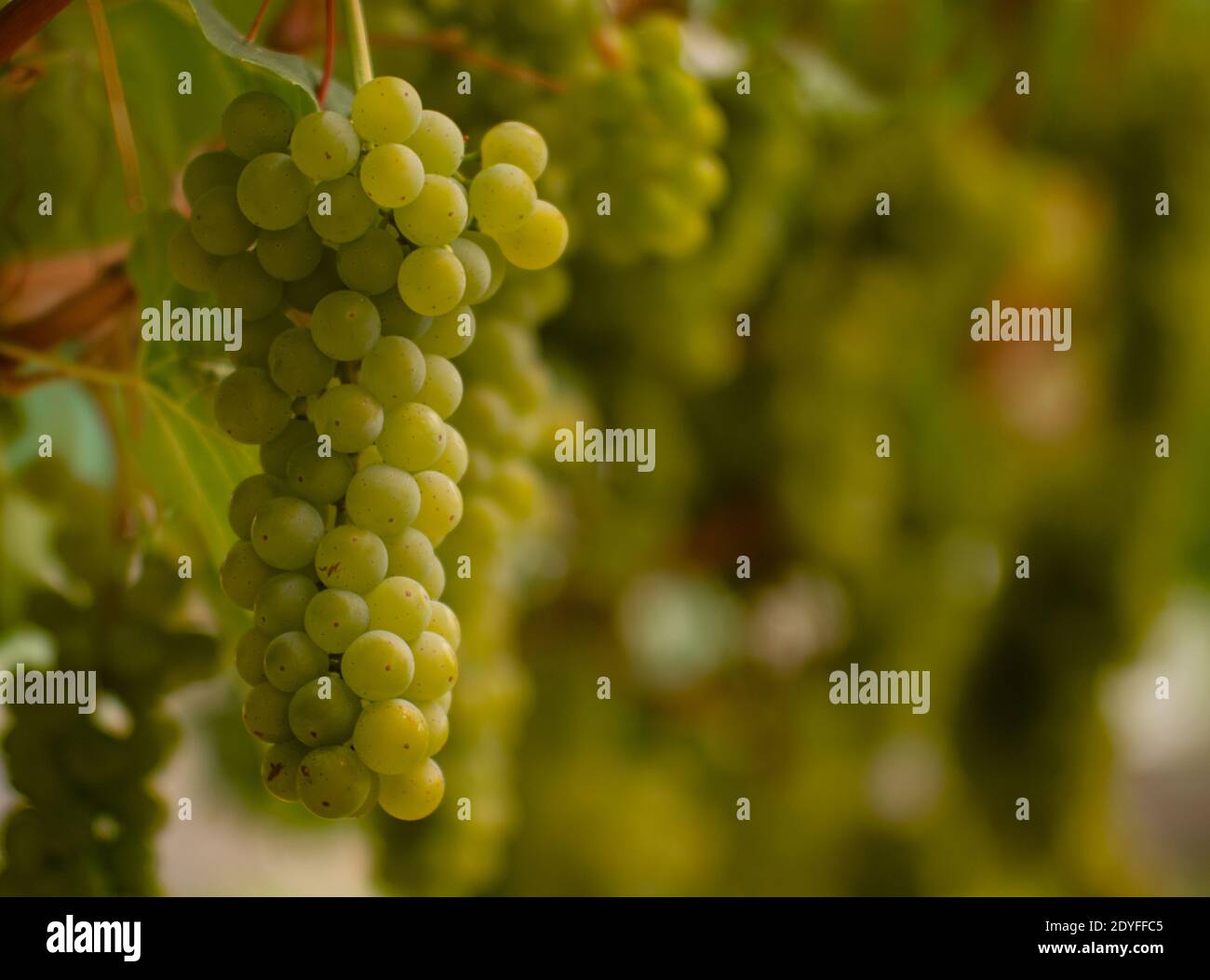 Schuyler fox hi-res stock photography and images - Alamy