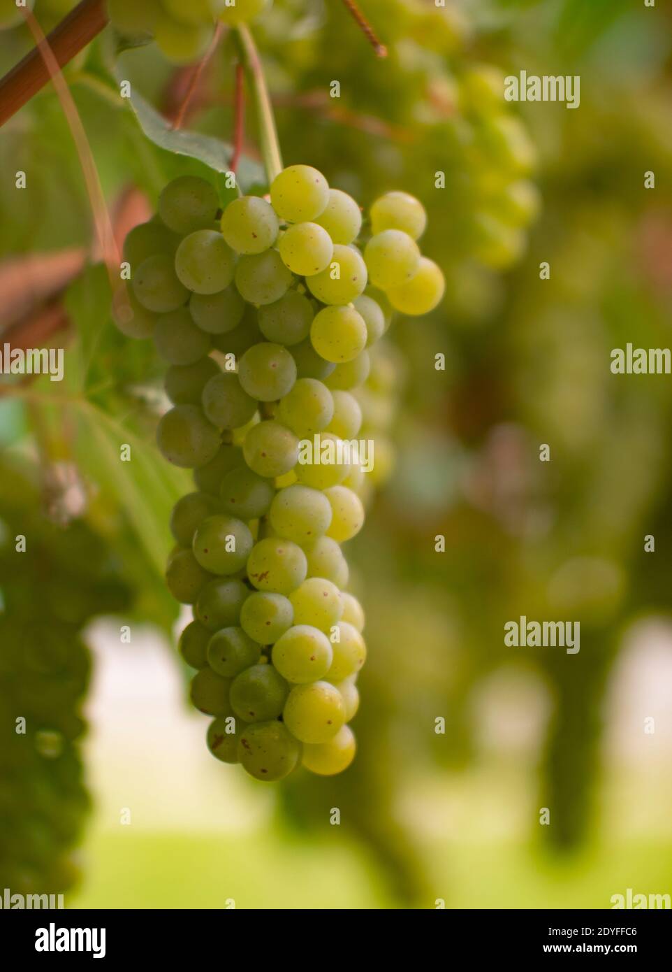 Vitis labrusca hybrid. Cayuga White grapes on the vine. Troy, Montana ...