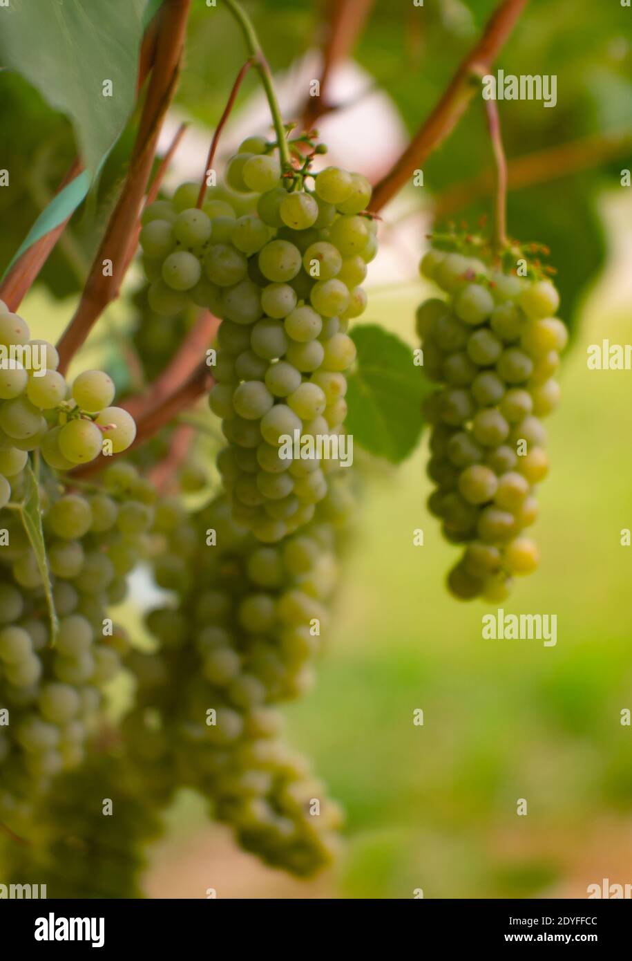 Schuyler grape hi-res stock photography and images - Alamy