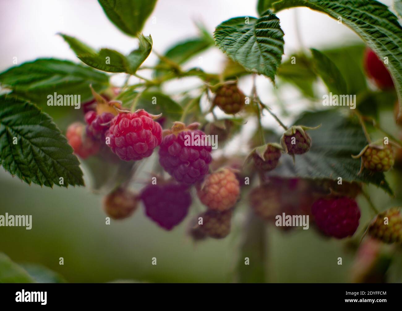 Potted raspberry plants hi-res stock photography and images - Alamy
