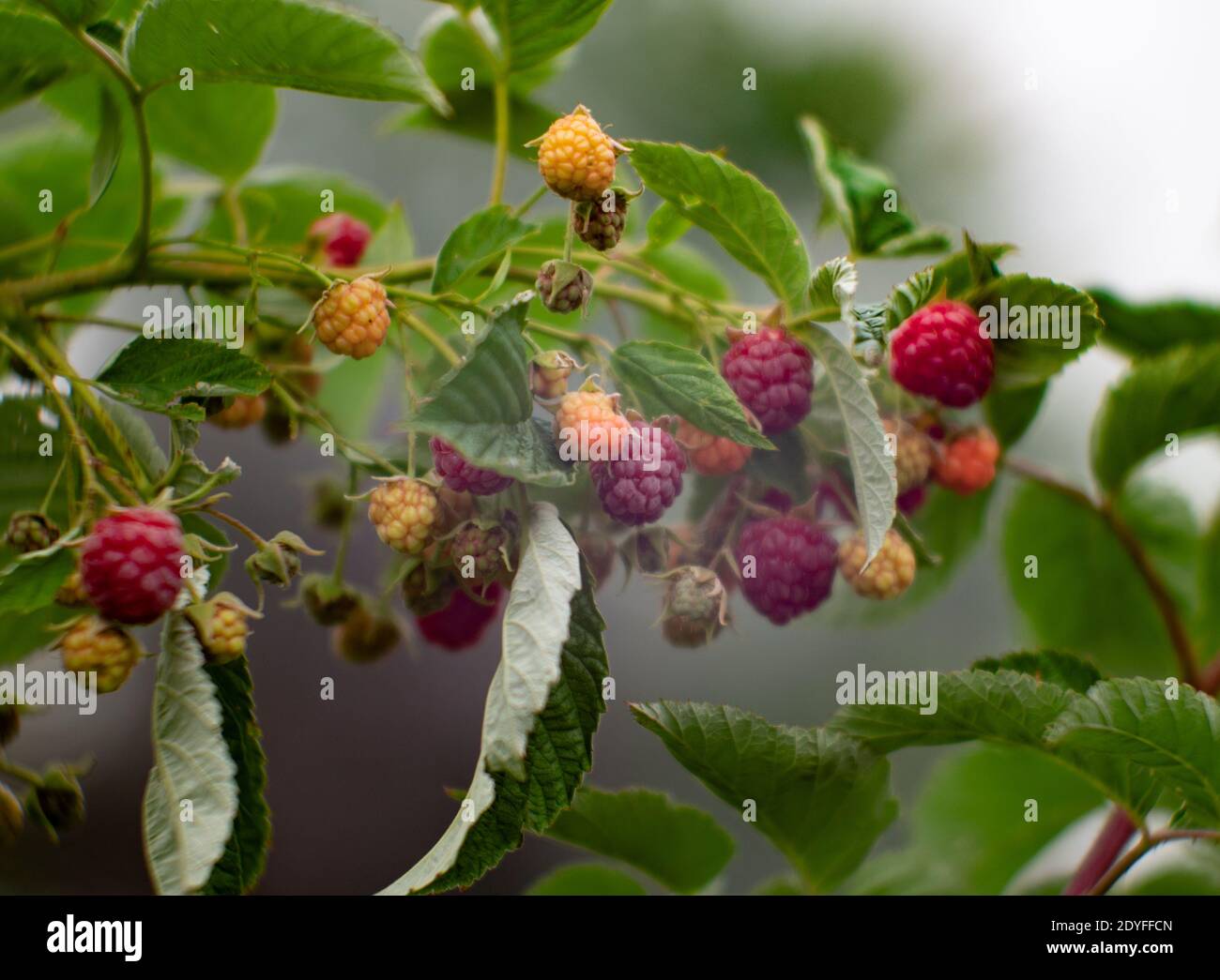 R is for raspberry hi-res stock photography and images - Alamy