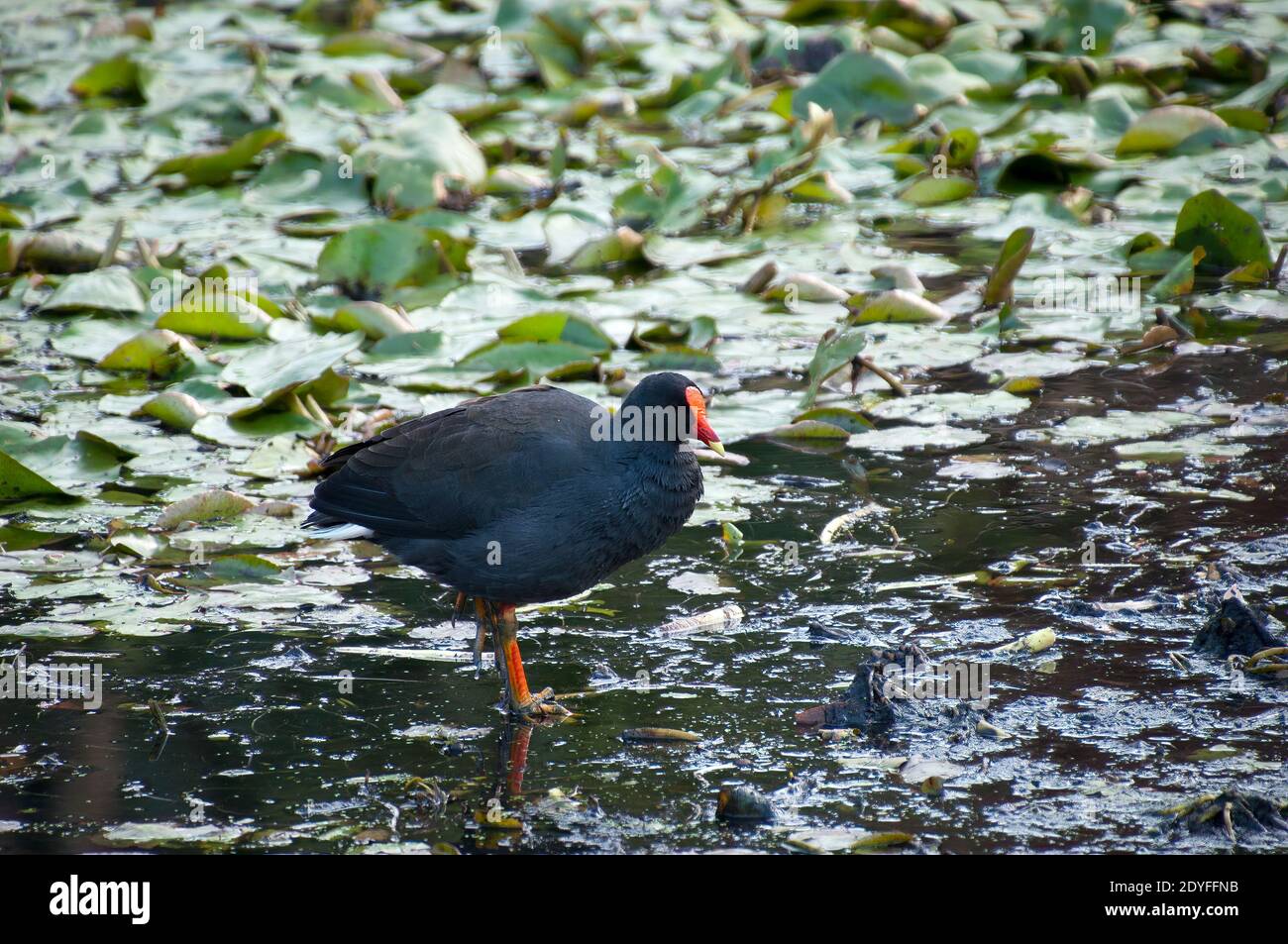 Sydney Australia, dusky moorhen standing in mud at edge of lake Stock ...