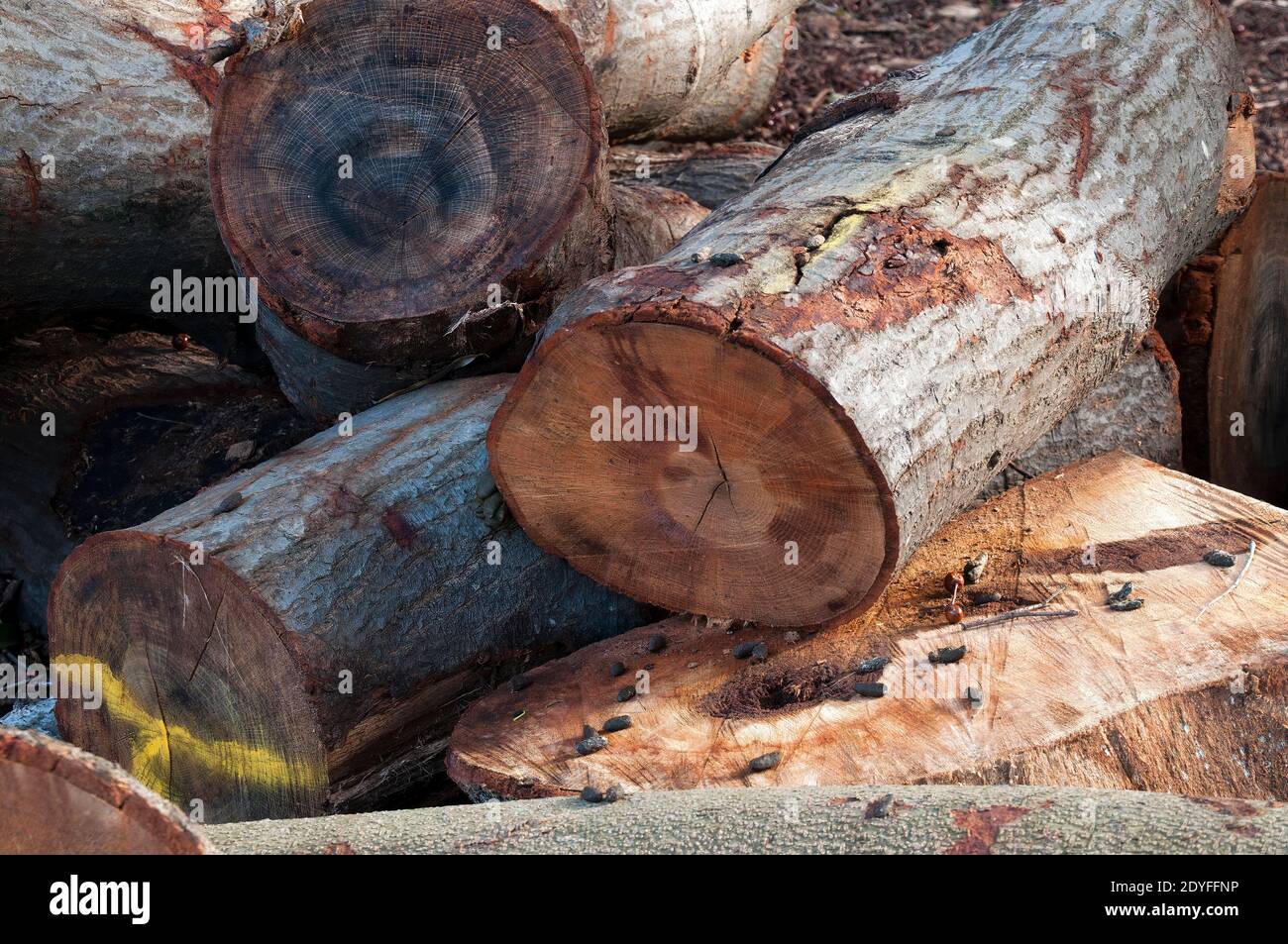 Sydney Australia, wooden logs ready to to sawn or chopped Stock Photo ...