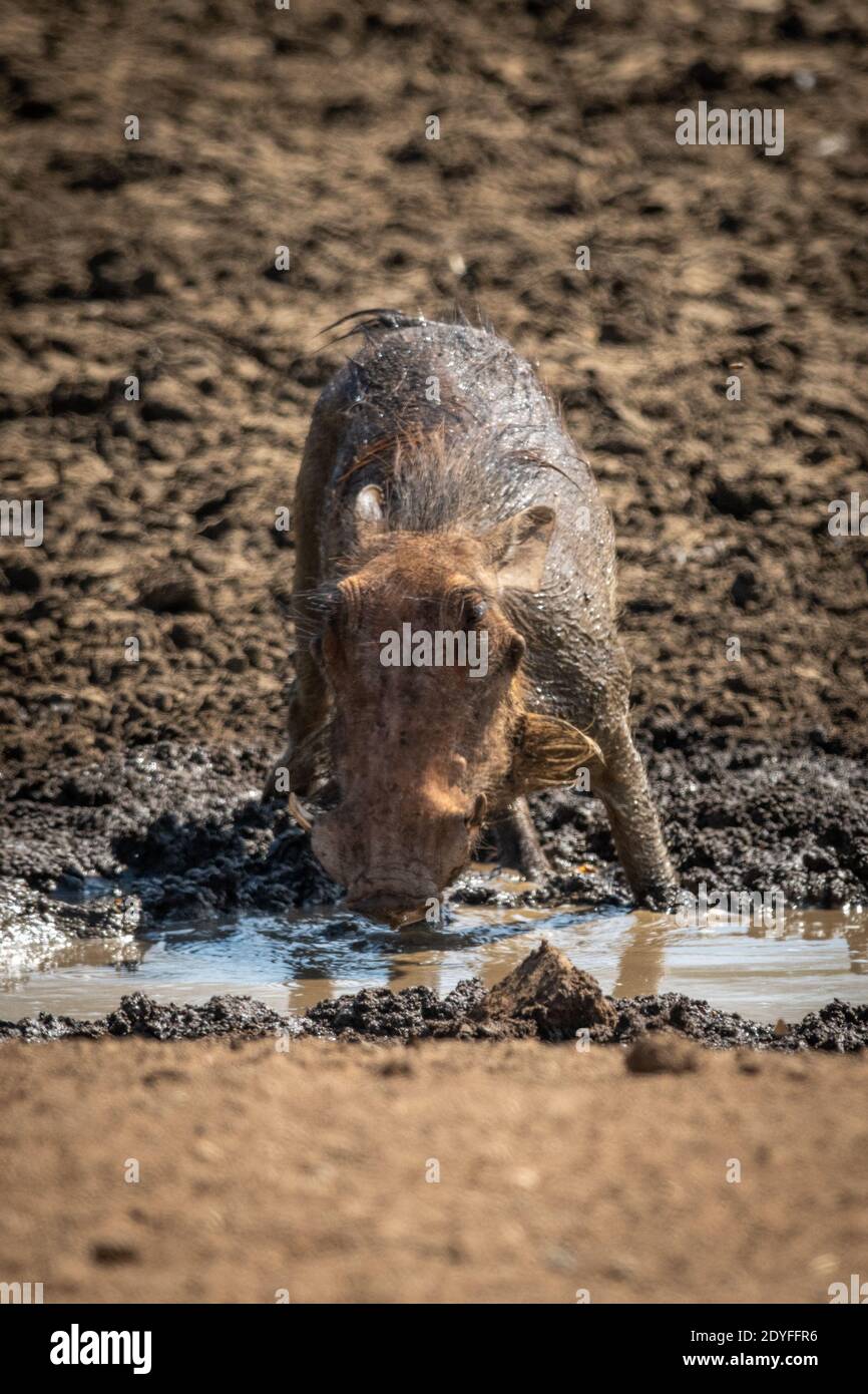 Common warthog bends to drink from waterhole Stock Photo - Alamy
