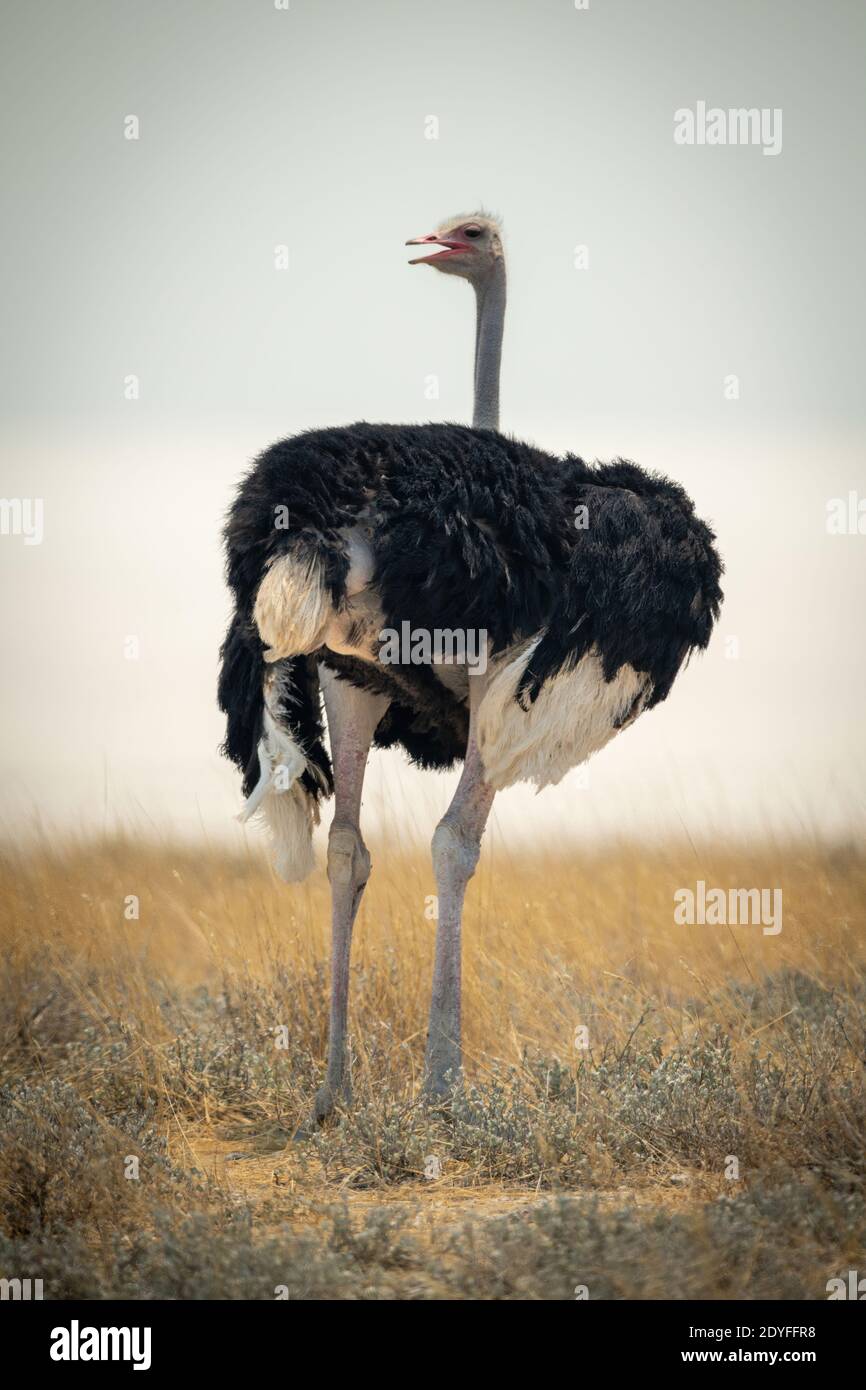 Common ostrich stands looking back at camera Stock Photo - Alamy