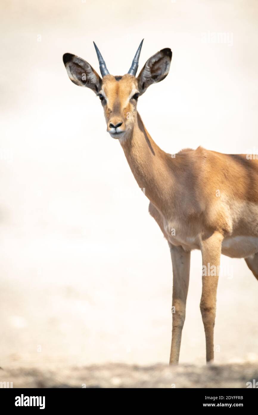 Impala ranch hi-res stock photography and images - Alamy