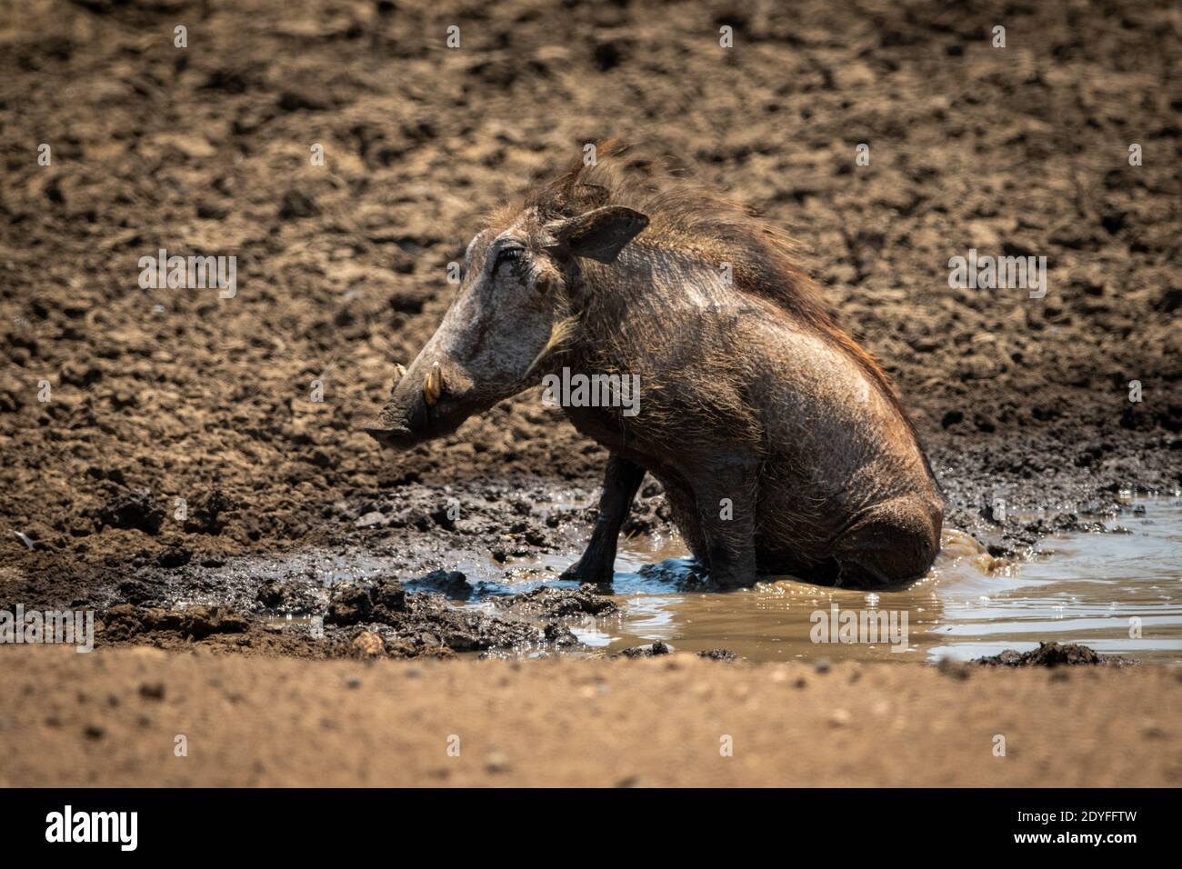 Common warthog sitting at waterhole in mud Stock Photo - Alamy