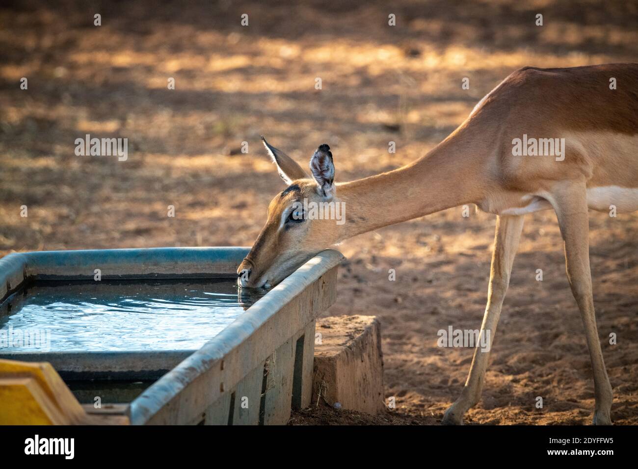 Female common impala drinks from water trough Stock Photo - Alamy