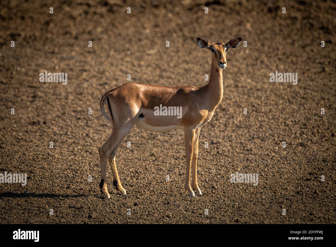 Female common impala stands in bright sunlight Stock Photo - Alamy
