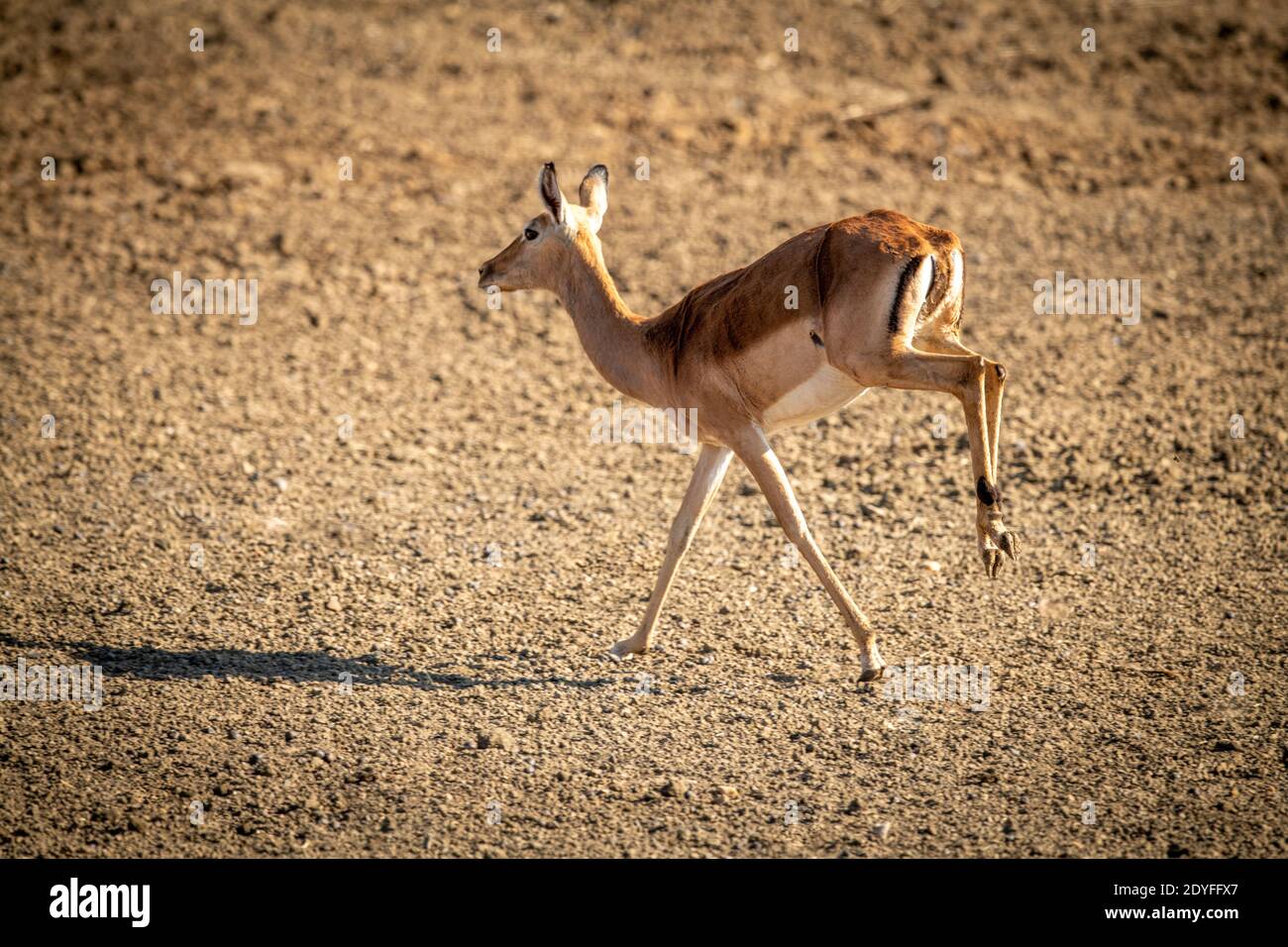 Female common impala throws up hind legs Stock Photo - Alamy