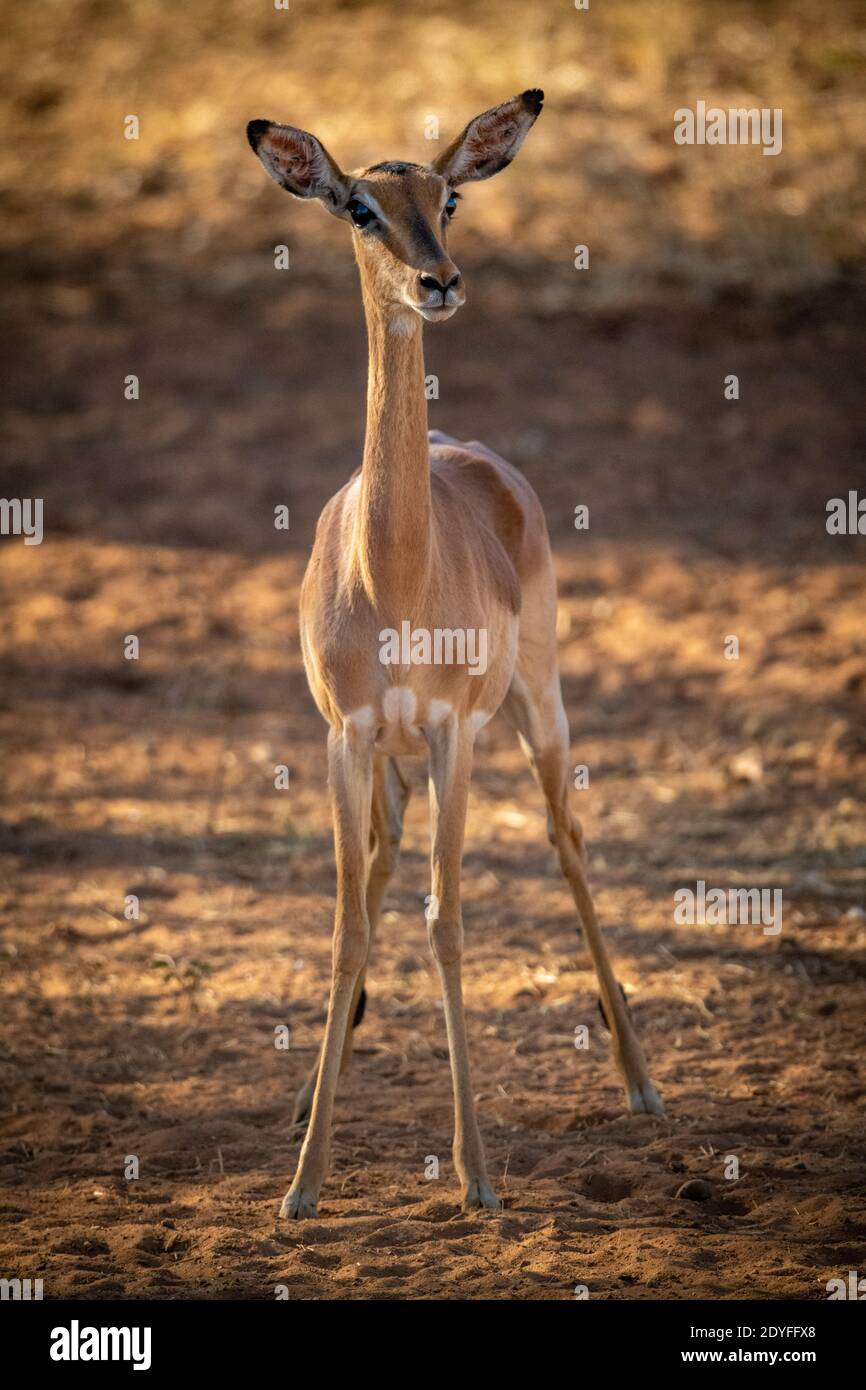Female common impala stands staring towards camera Stock Photo - Alamy