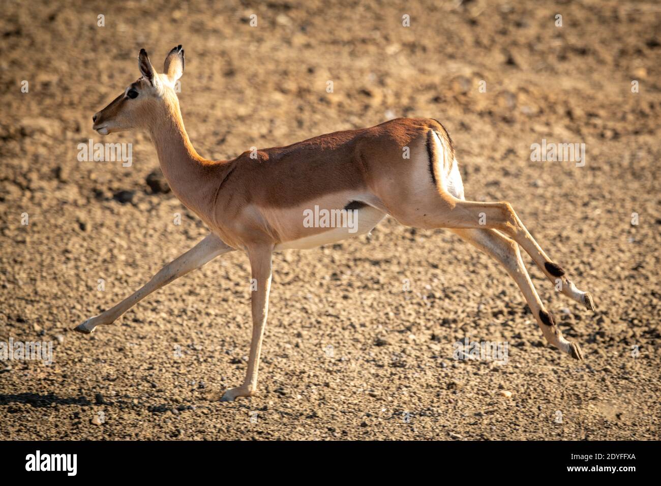Impala ranch hi-res stock photography and images - Alamy